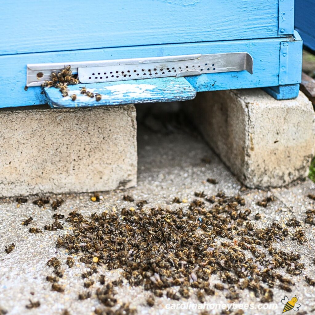 Learn About Beekeeping - Carolina Honeybees