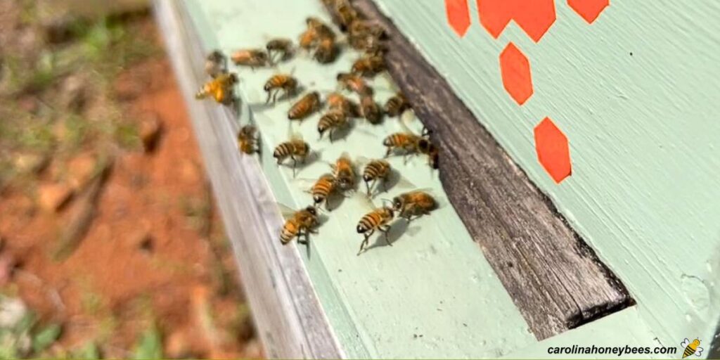 Honey Bees Fanning Explained: What it Means - Carolina Honeybees