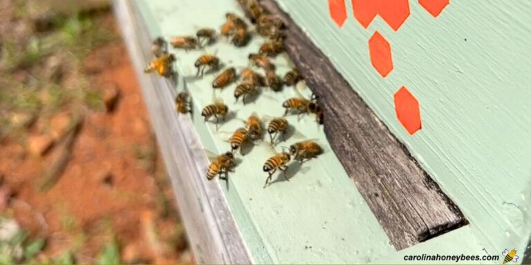 Honey Bees Fanning Explained: What it Means - Carolina Honeybees