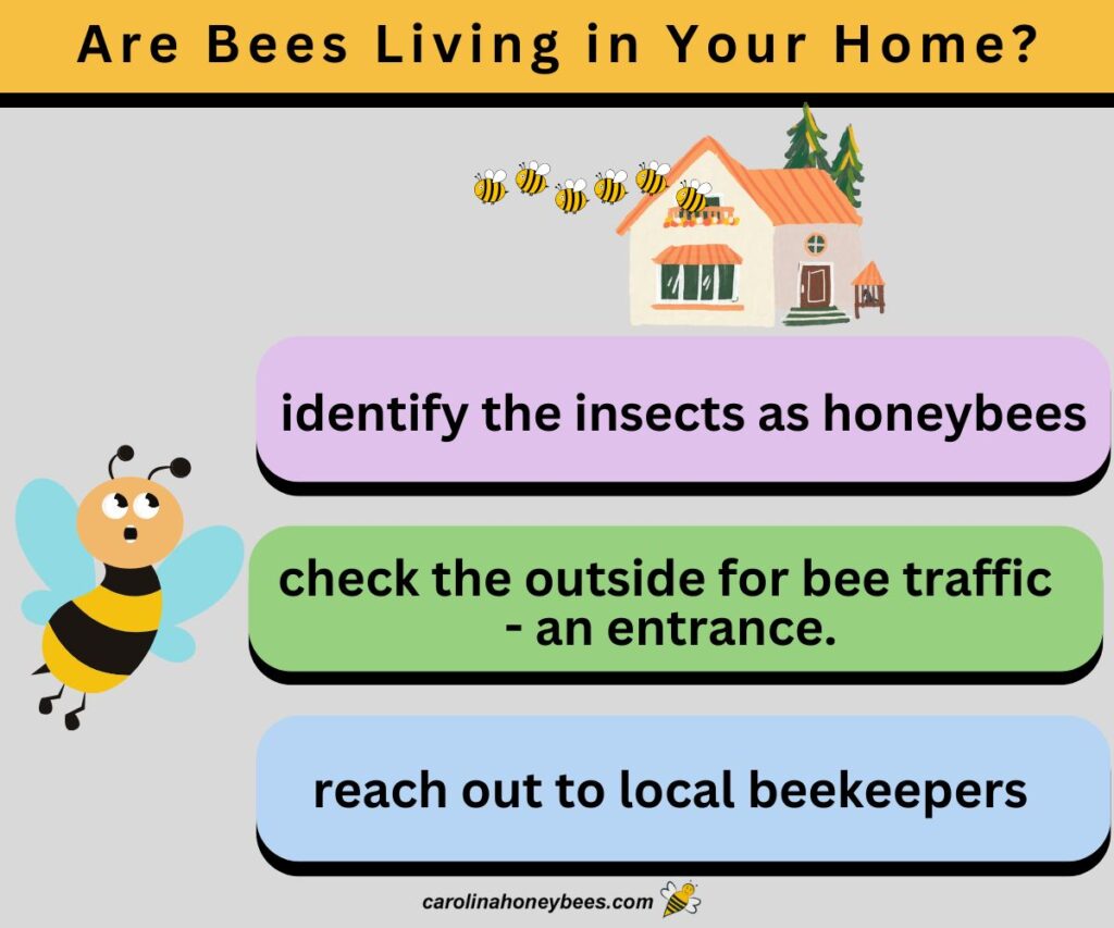 How to Remove Bees from a House Safely - Carolina Honeybees