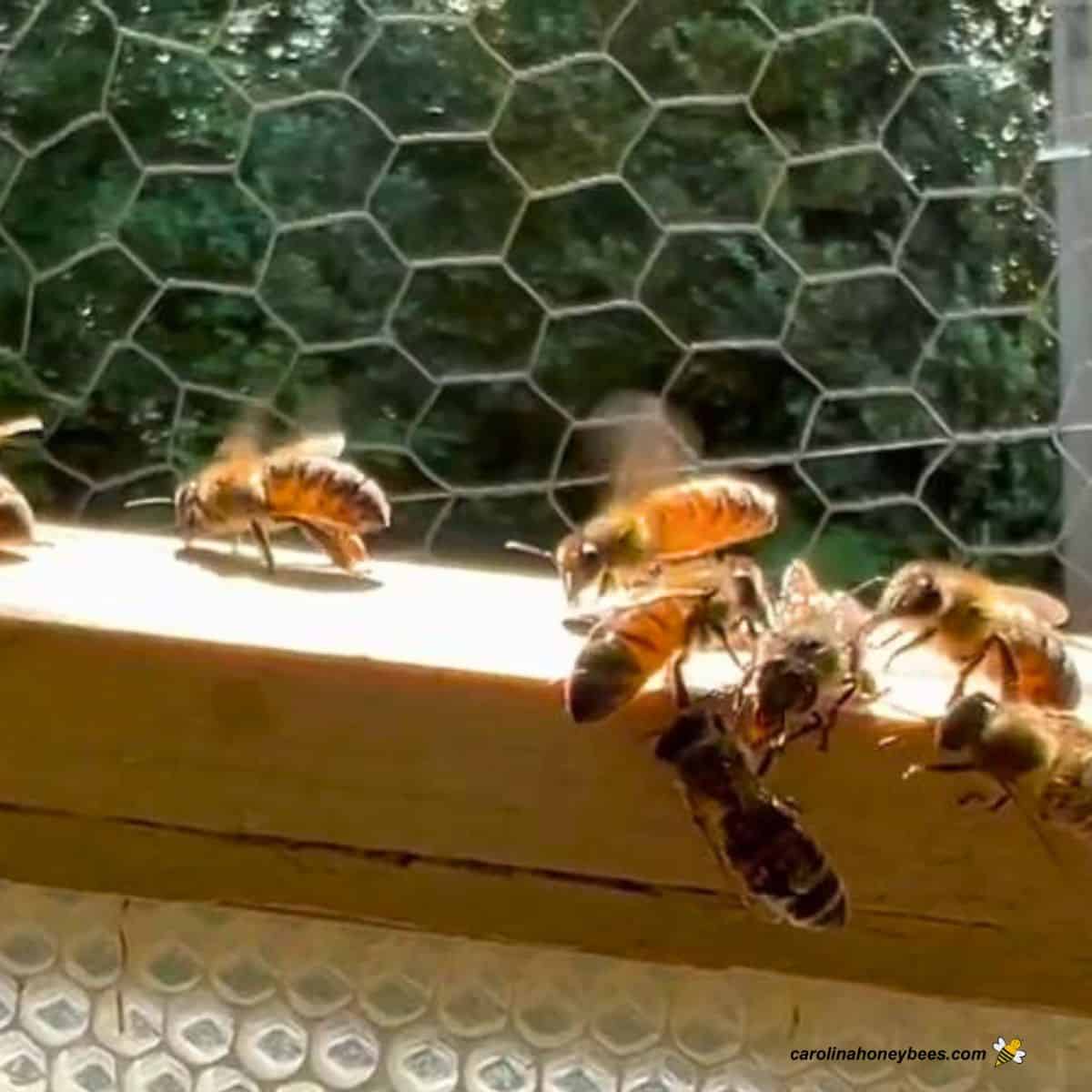 Honey Bees Fanning Explained: What it Means - Carolina Honeybees