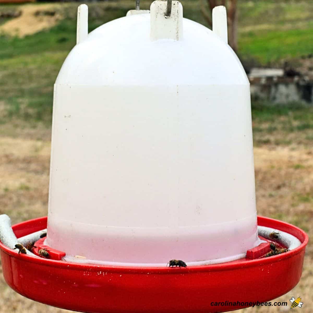 Homemade Chicken Waterer Bee Feeder: Pros & Cons - Carolina Honeybees