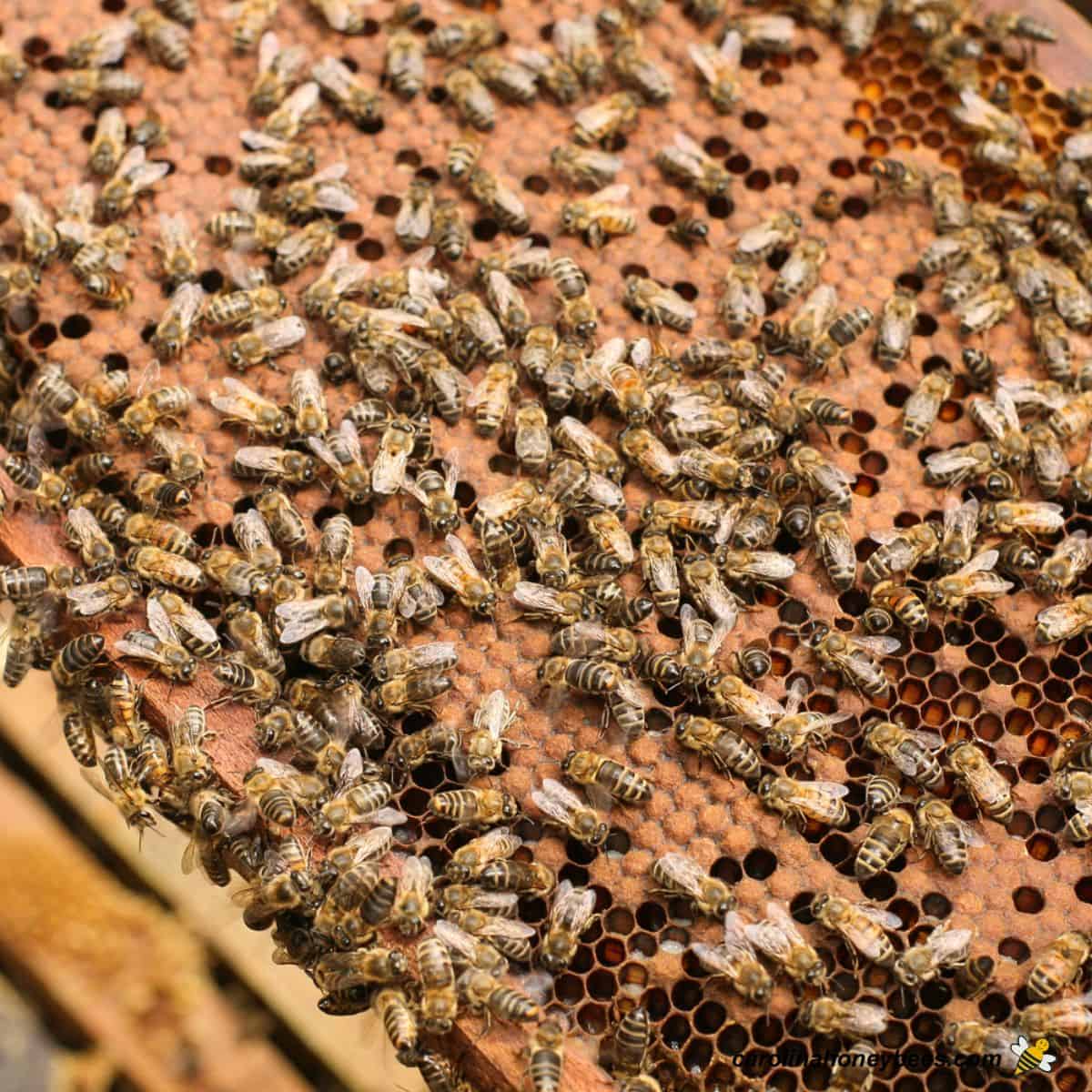 Equalizing Bee Colonies: Why, When and How to Do It Right- Carolina ...