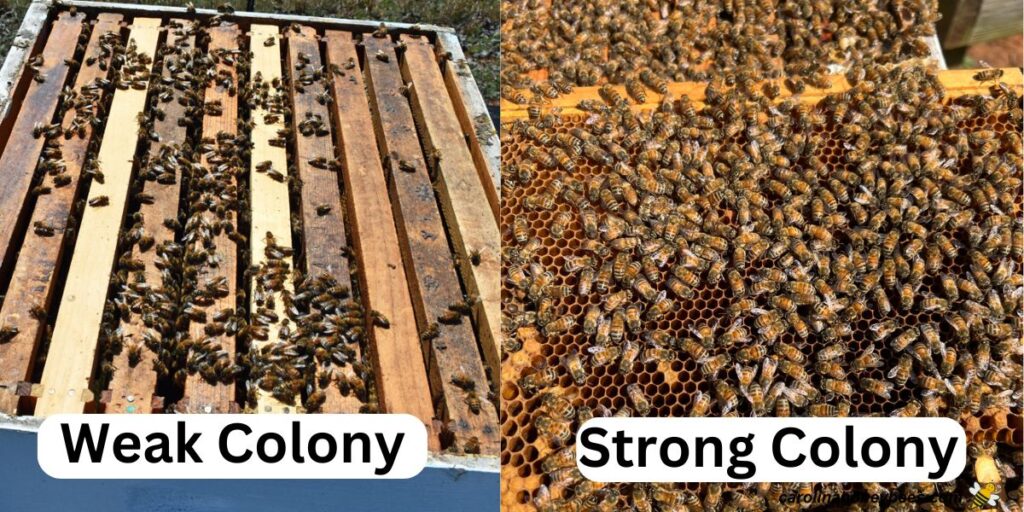 Equalizing Bee Colonies: Why, When and How to Do It Right- Carolina ...