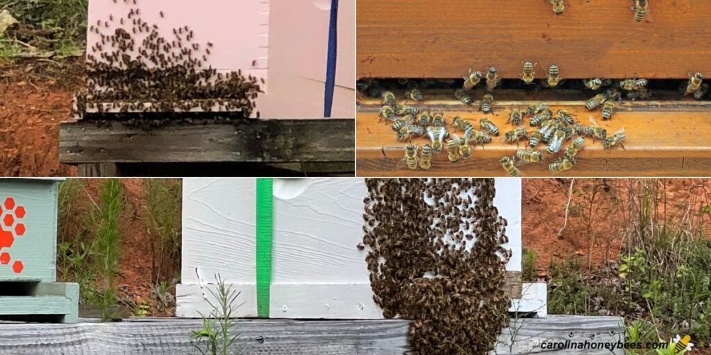 Slatted Racks for Beehives: Benefits and How to Use Them - Carolina ...