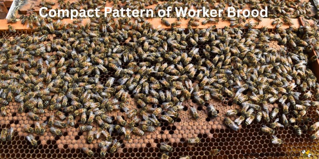 What is a Good Brood Pattern in a Hive?- Carolina Honeybees