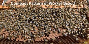 What is a Good Brood Pattern in a Hive?- Carolina Honeybees