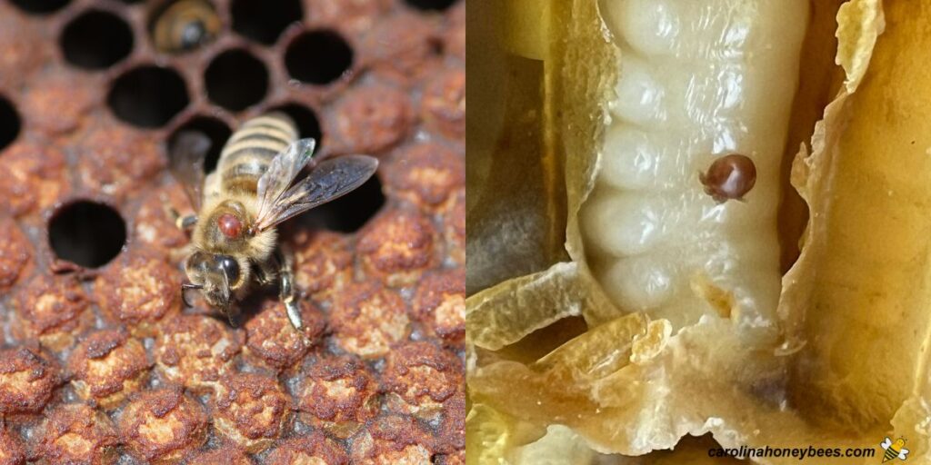 VarroxSan: A Varroa Mite Treatment Beekeepers Are Excited About ...