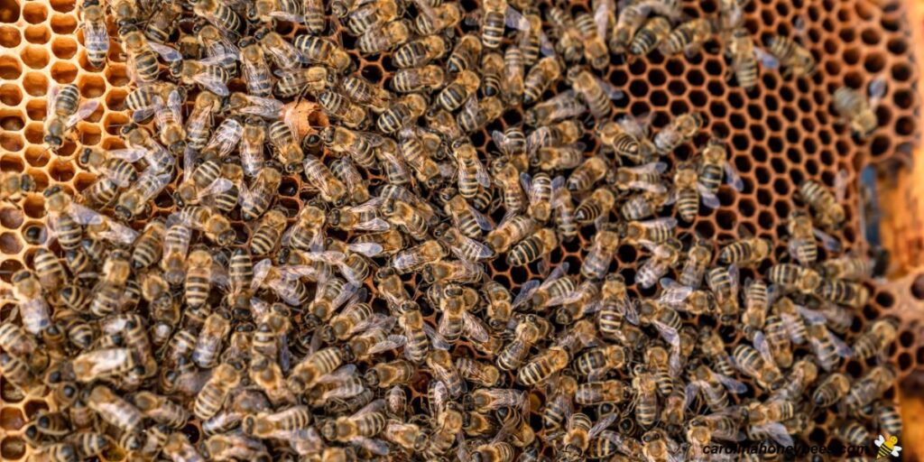 How to Fix a Failing Beehive: Common Problems and What to Do - Carolina ...