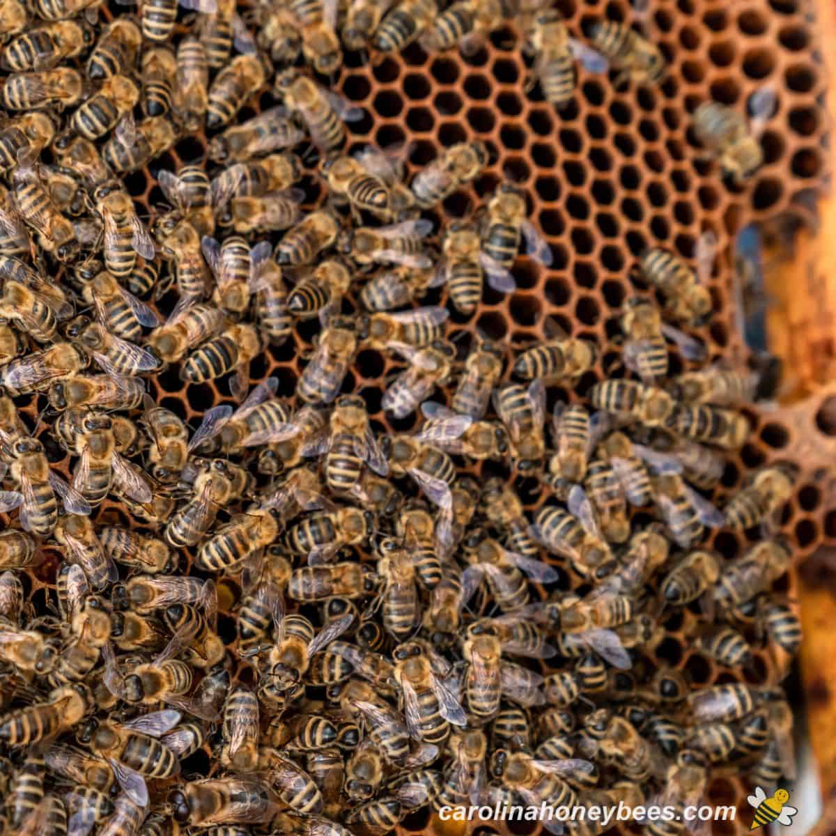 How to Fix a Failing Beehive: Common Problems and What to Do - Carolina ...