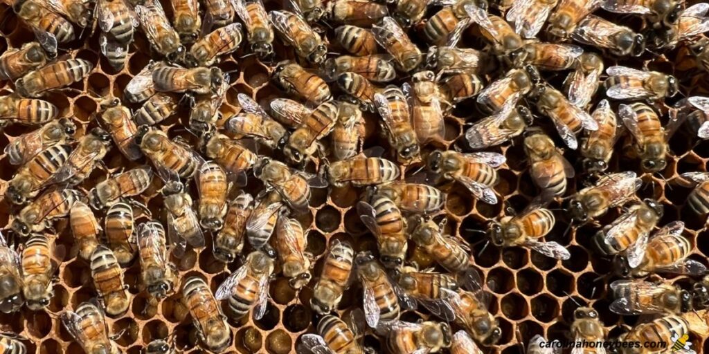 How to Fix a Failing Beehive: Common Problems and What to Do - Carolina ...
