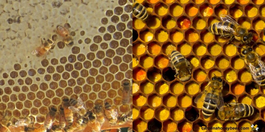 How to Fix a Failing Beehive: Common Problems and What to Do - Carolina ...