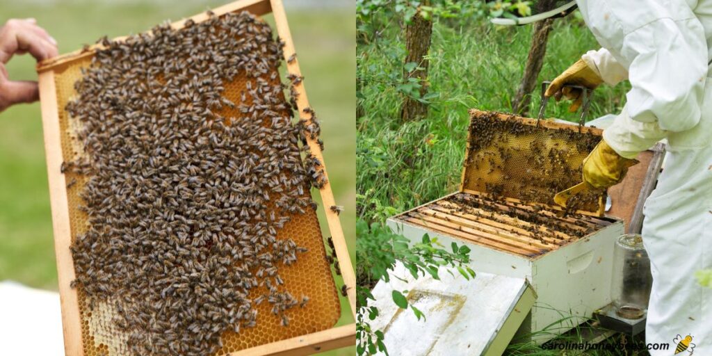 How to Fix a Failing Beehive: Common Problems and What to Do - Carolina ...