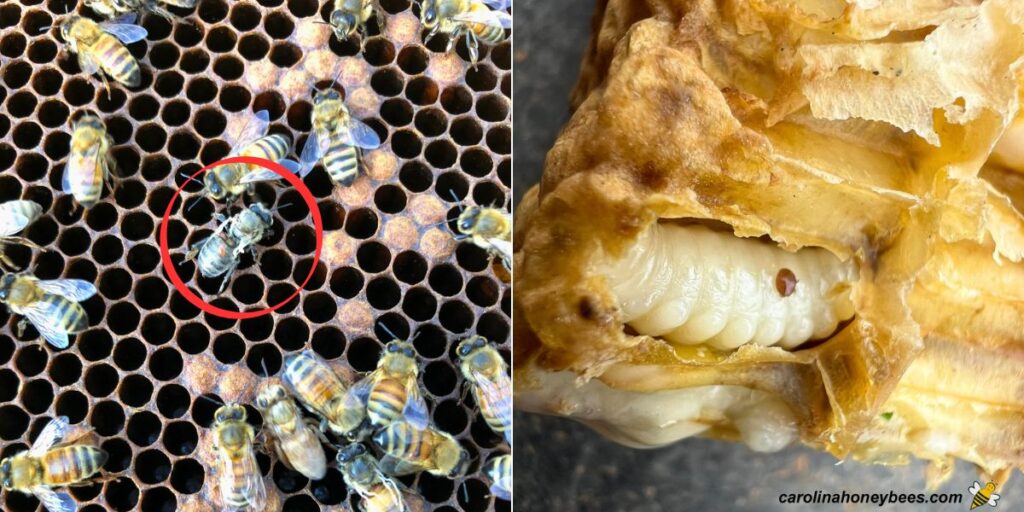 5 Essential Fall Beekeeping Tasks for Healthy Hives- Carolina Honeybees