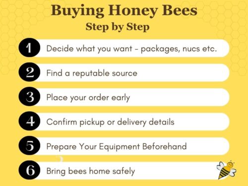 How to Buy Honey Bees: A Beginner’s Guide to Getting Started- Carolina ...