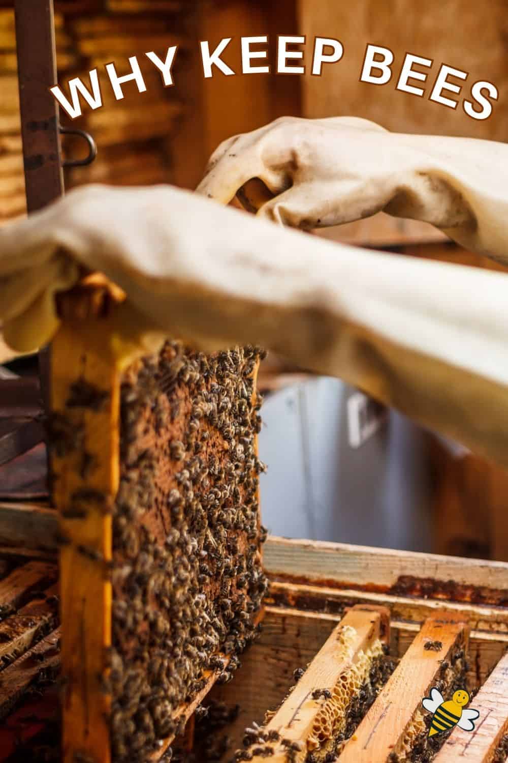 Why Keep Bees? Top Benefits of Beekeeping - Carolina Honeybees
