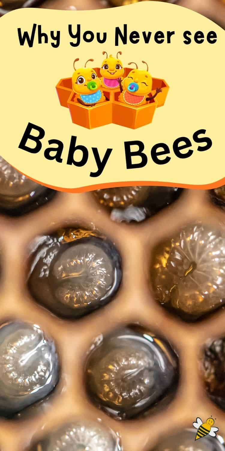 The Hidden World of Baby Bees- Carolina Honeybees