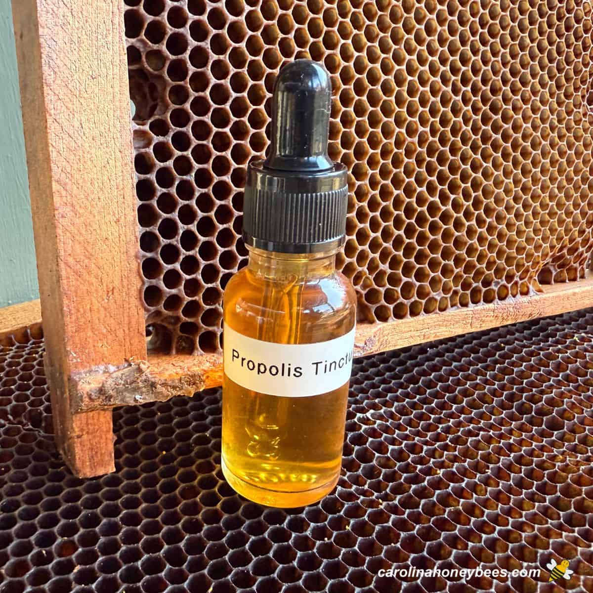 How to Make a Propolis Tincture (Simple Guide) - Carolina Honeybees